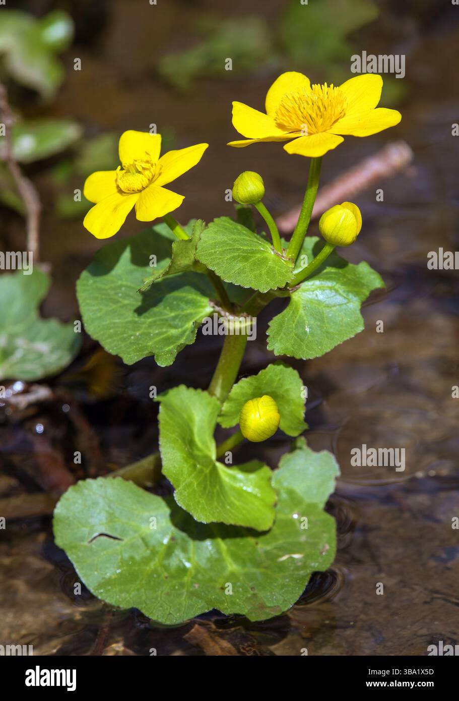 Caltha palustris, known as marsh-marigold or kingcup Stock Photo - Alamy