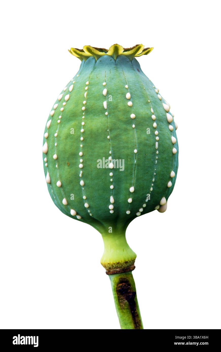 Detail of opium poppy head, in latin papaver somniferum, immature poppy ...