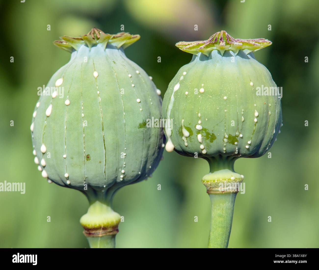 opium poppy head, in latin papaver somniferum, two immature poppy heads ...