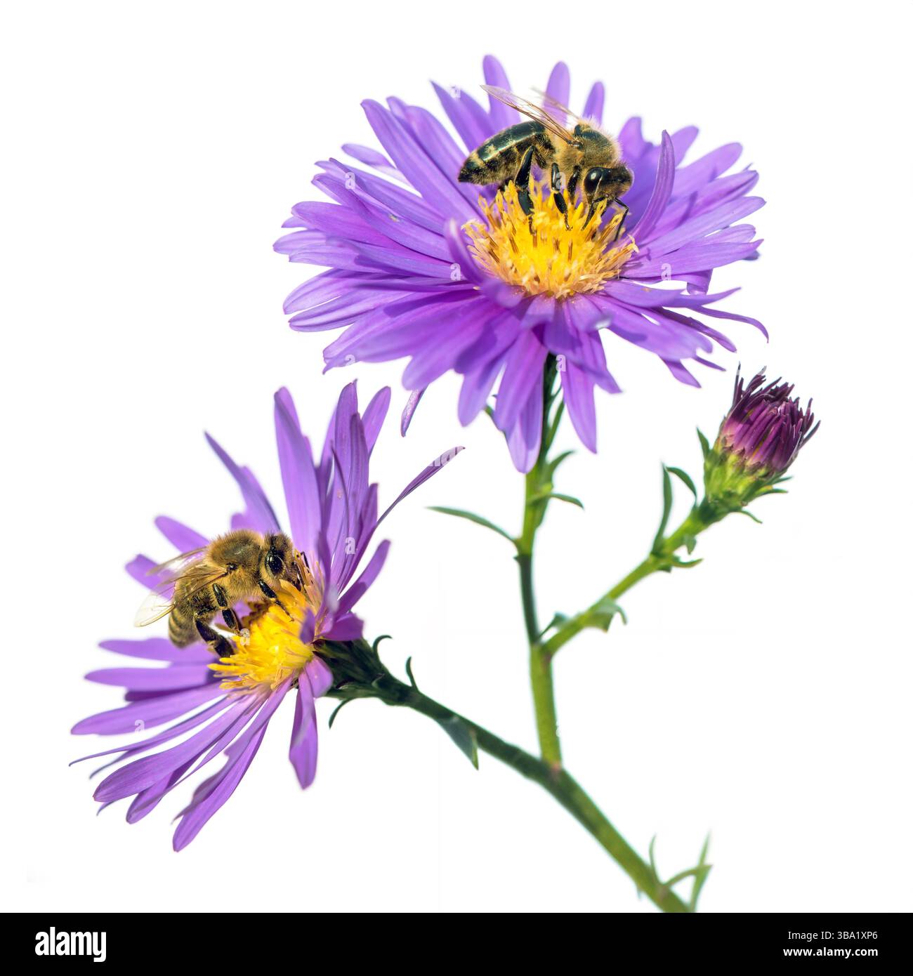 bees or honeybees in Latin Apis Mellifera, european or western honey ...