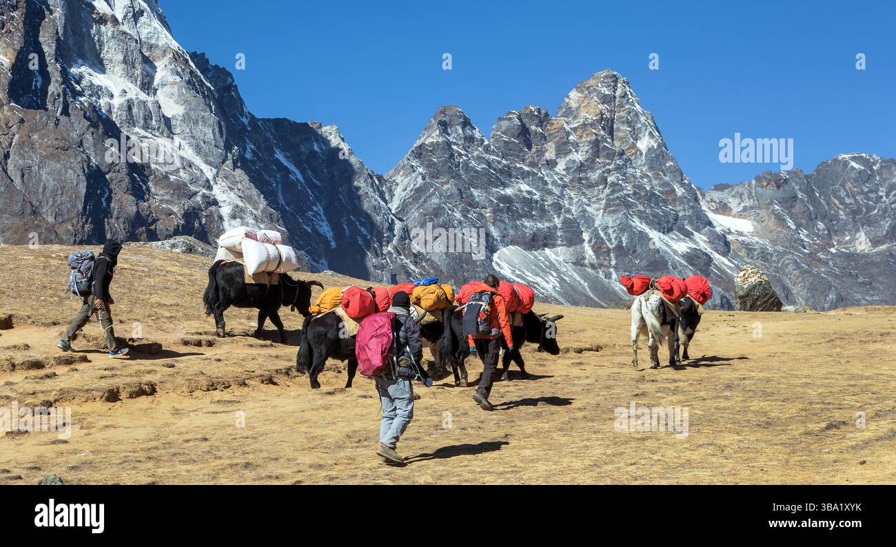 Yak or dzo caravan with luggage on the way to Mount Everest base camp ...