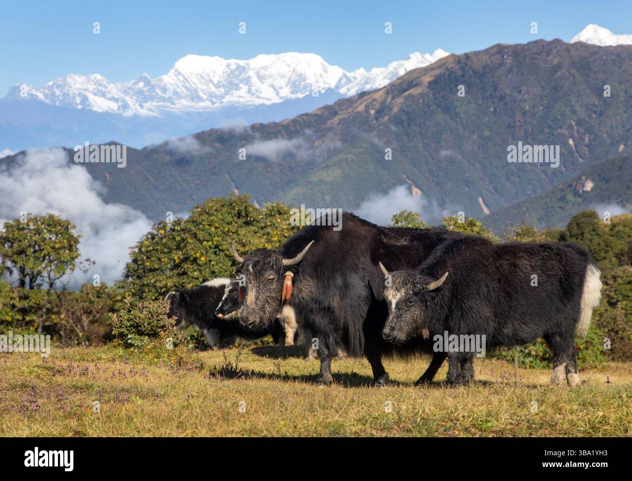 Yak or dzo in Himalayas mountains, beautiful view from the foothills of ...