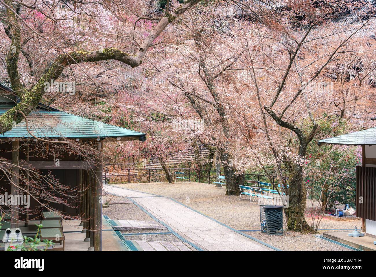 Full bloom cherry blossom or sakura tree blooming with wooden gazebo in ...