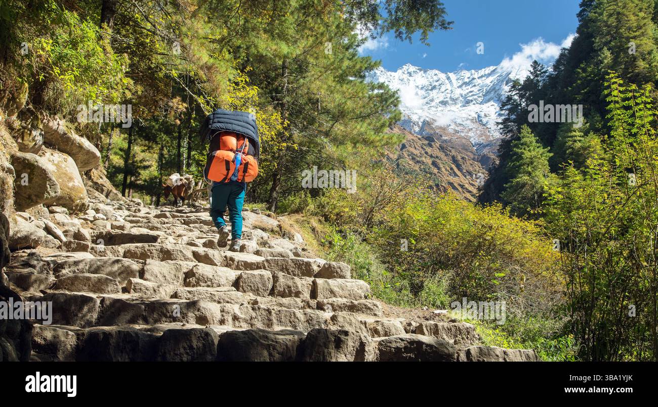 Nepali Sherpa with a big backpack on stone steps in the khumbu valley ...