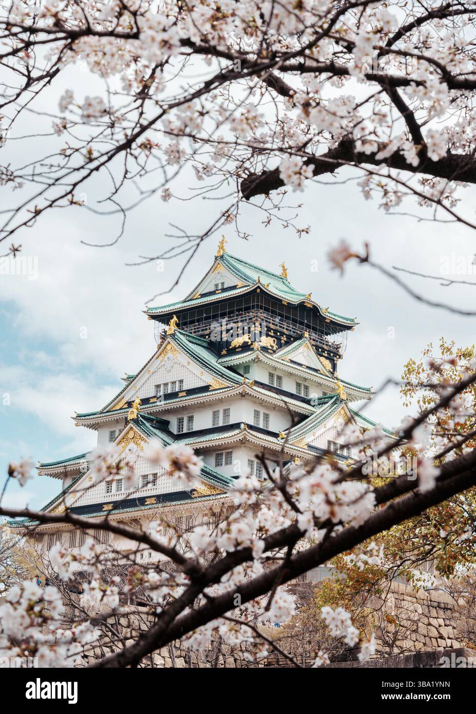 Majestic of Osaka Castle framed by cherry blossom or sakura branch ...