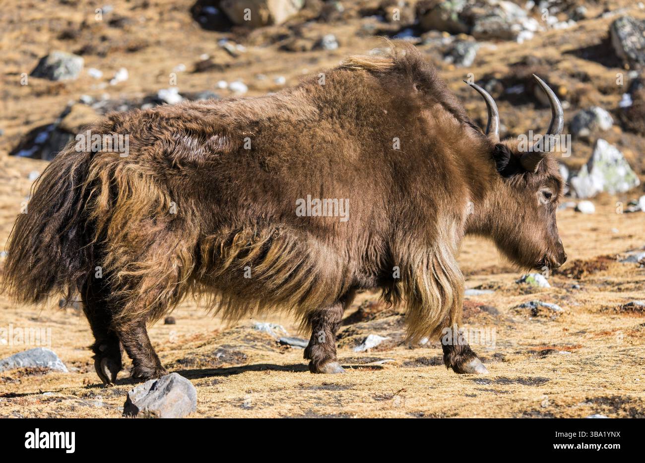 Yak or dzo, brown yak in latin Bos mutus grunniens Stock Photo - Alamy