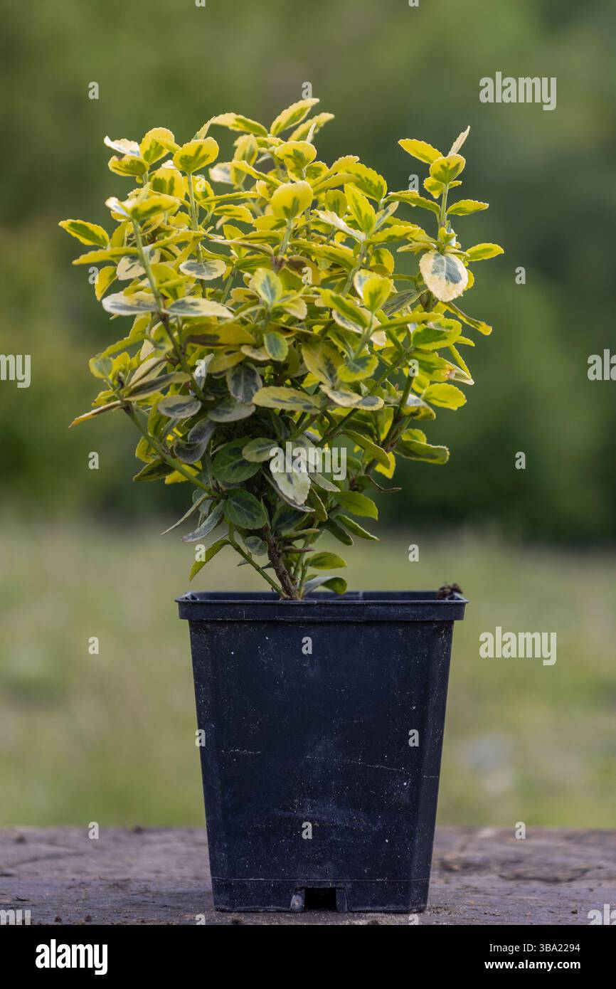 Green plant seedling in pot Stock Photo - Alamy