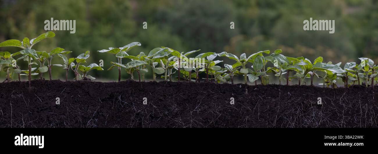 Young sunflower plants in the soil with roots Stock Photo - Alamy