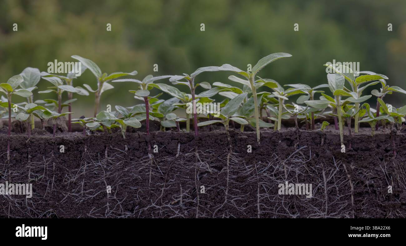 Young sunflower plants in the soil with roots Stock Photo - Alamy