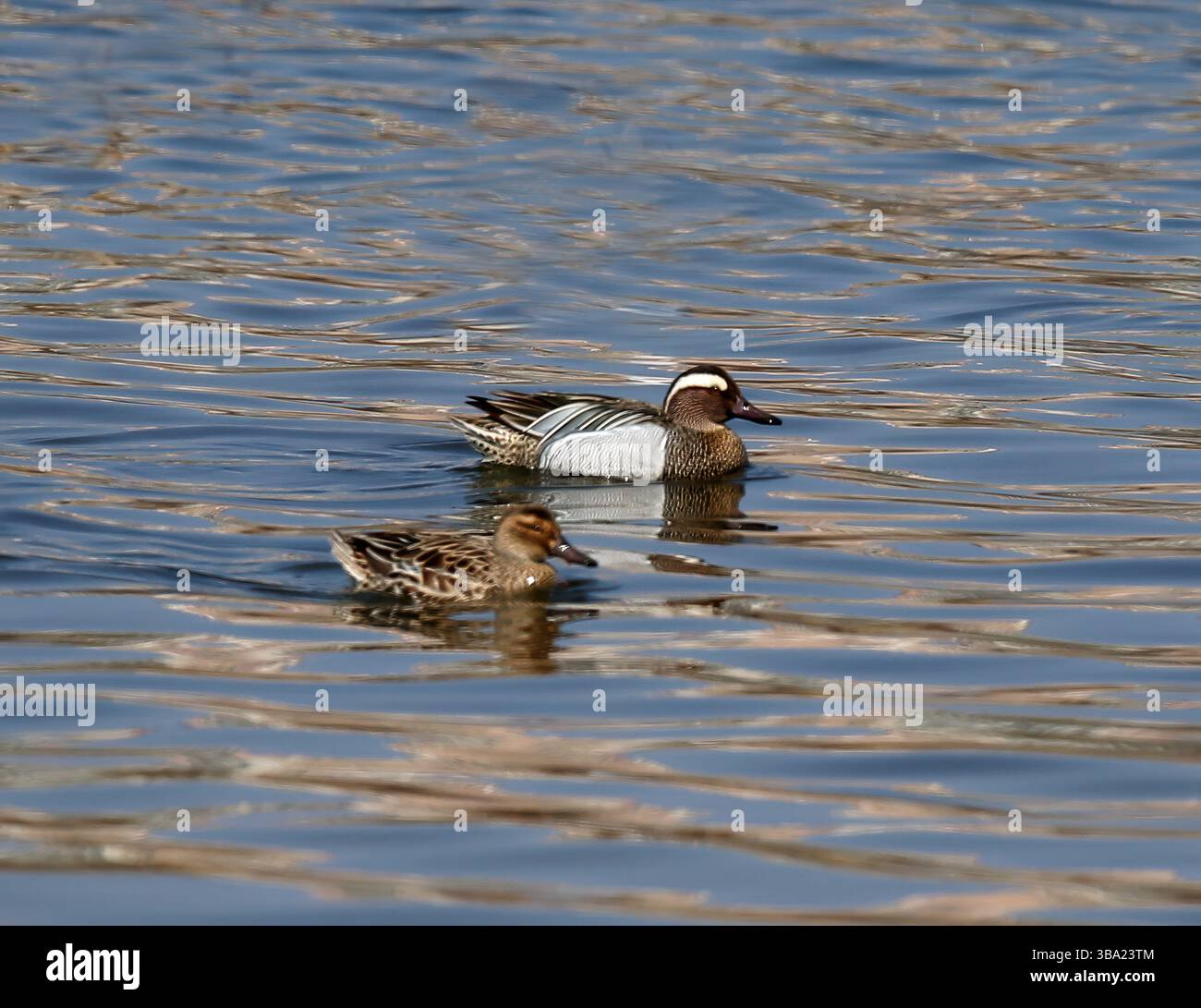 garganey (Spatula querquedula) flapping wings in wetland with mallards ...