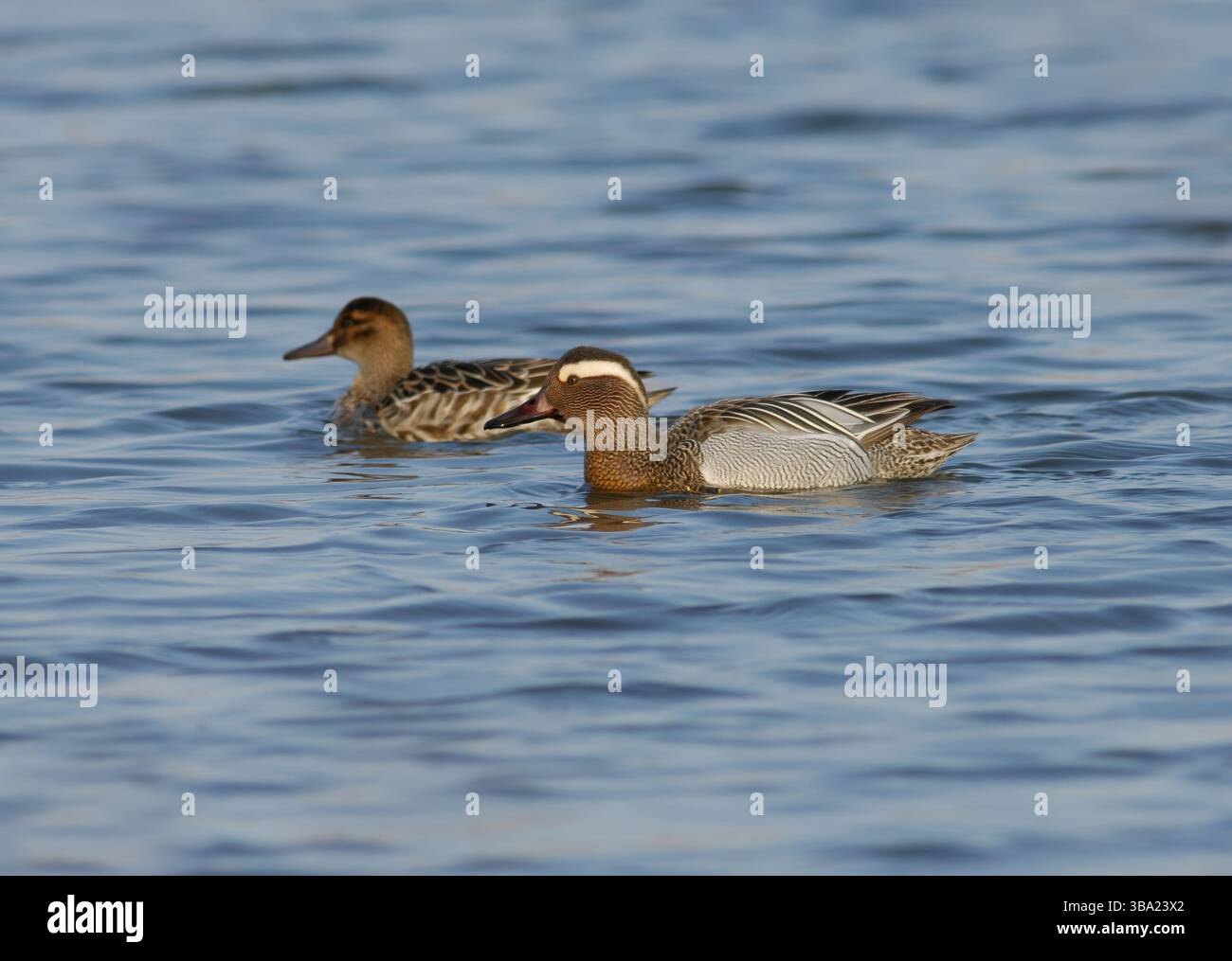 garganey (Spatula querquedula) flapping wings in wetland with mallards ...