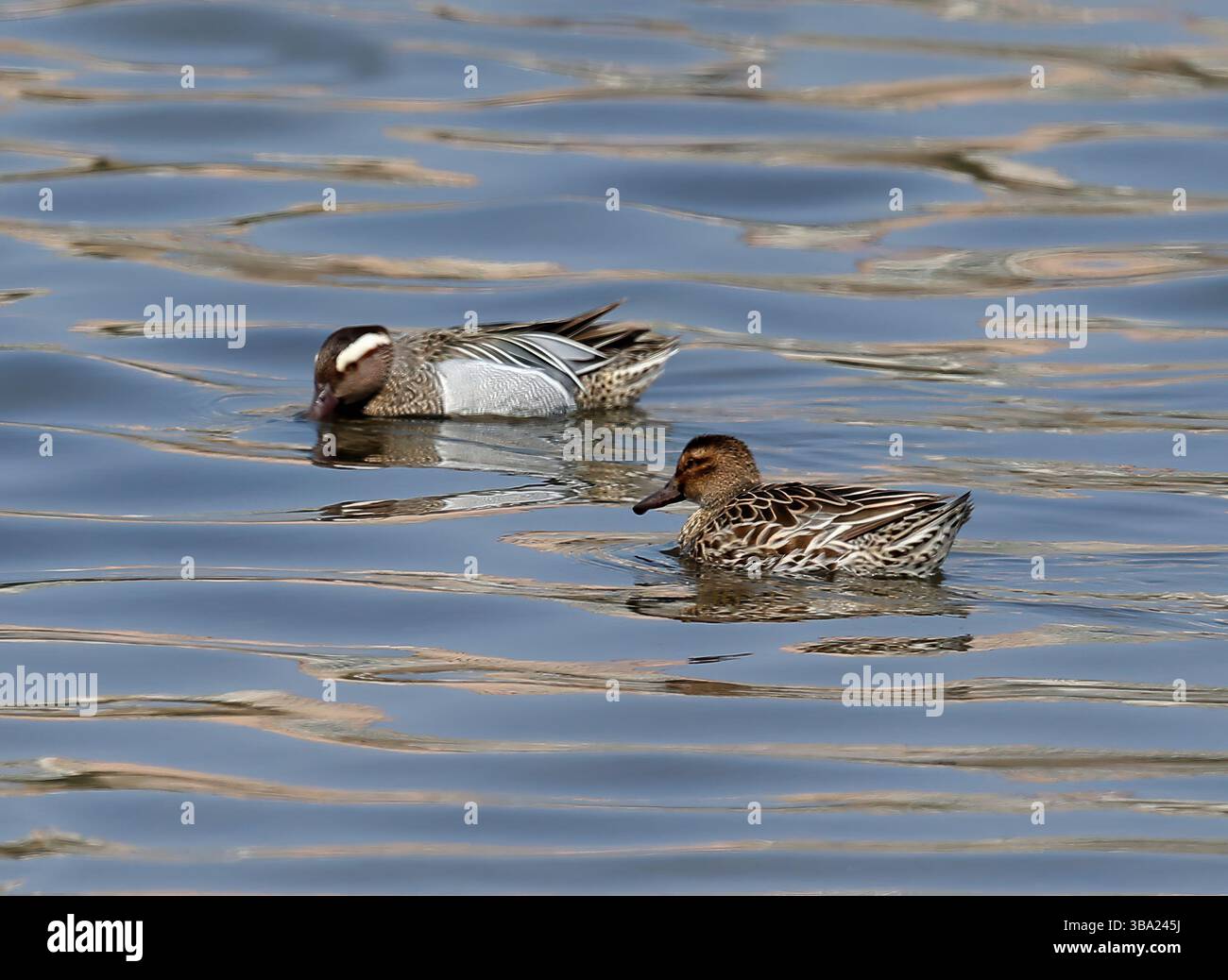 garganey (Spatula querquedula) flapping wings in wetland with mallards ...