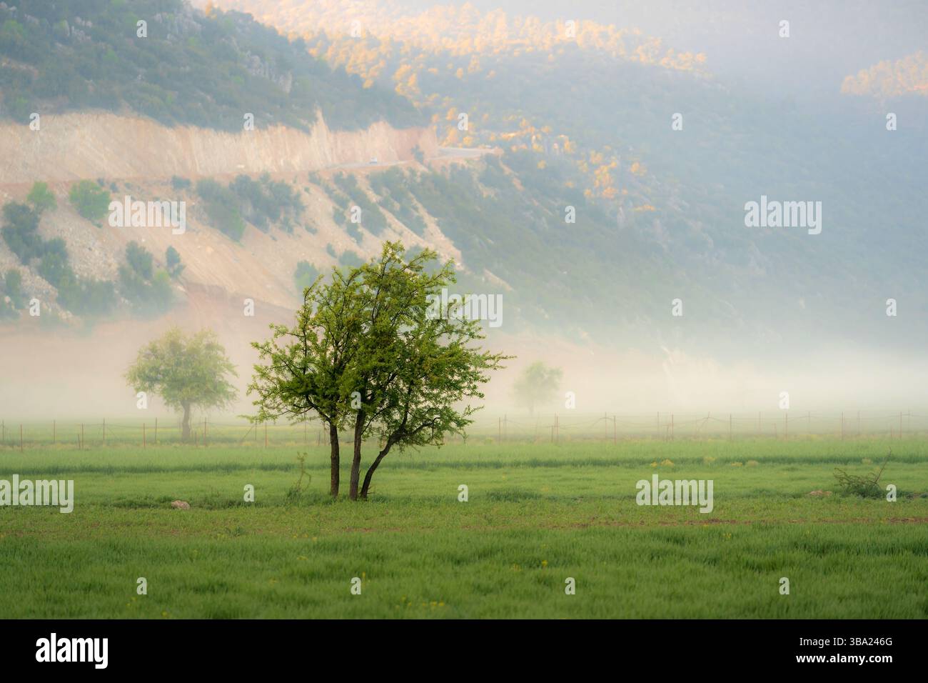Lone green tree in misty field with soft mountain background Stock ...