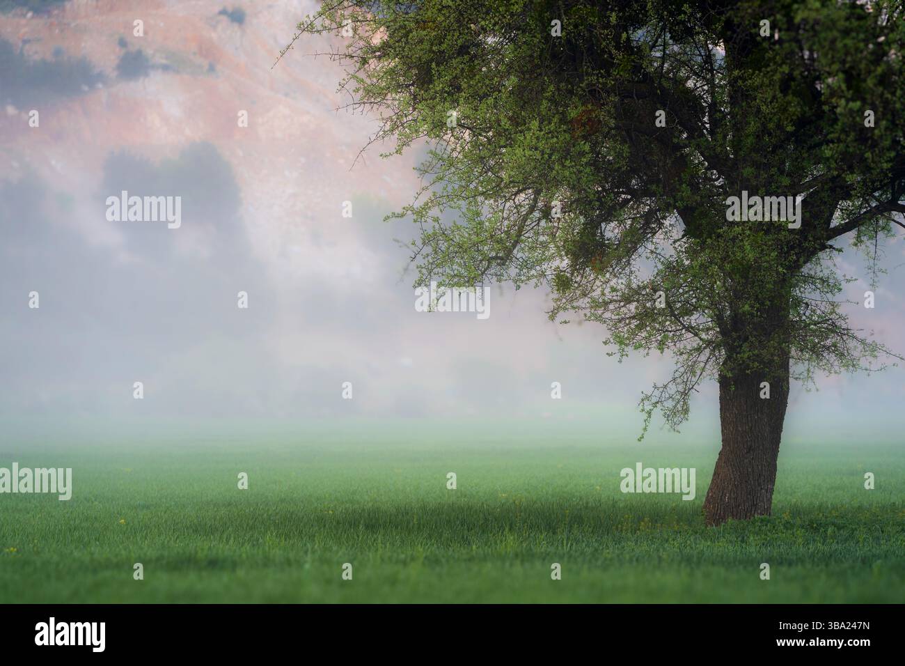Lone green tree in misty field with soft mountain background Stock ...