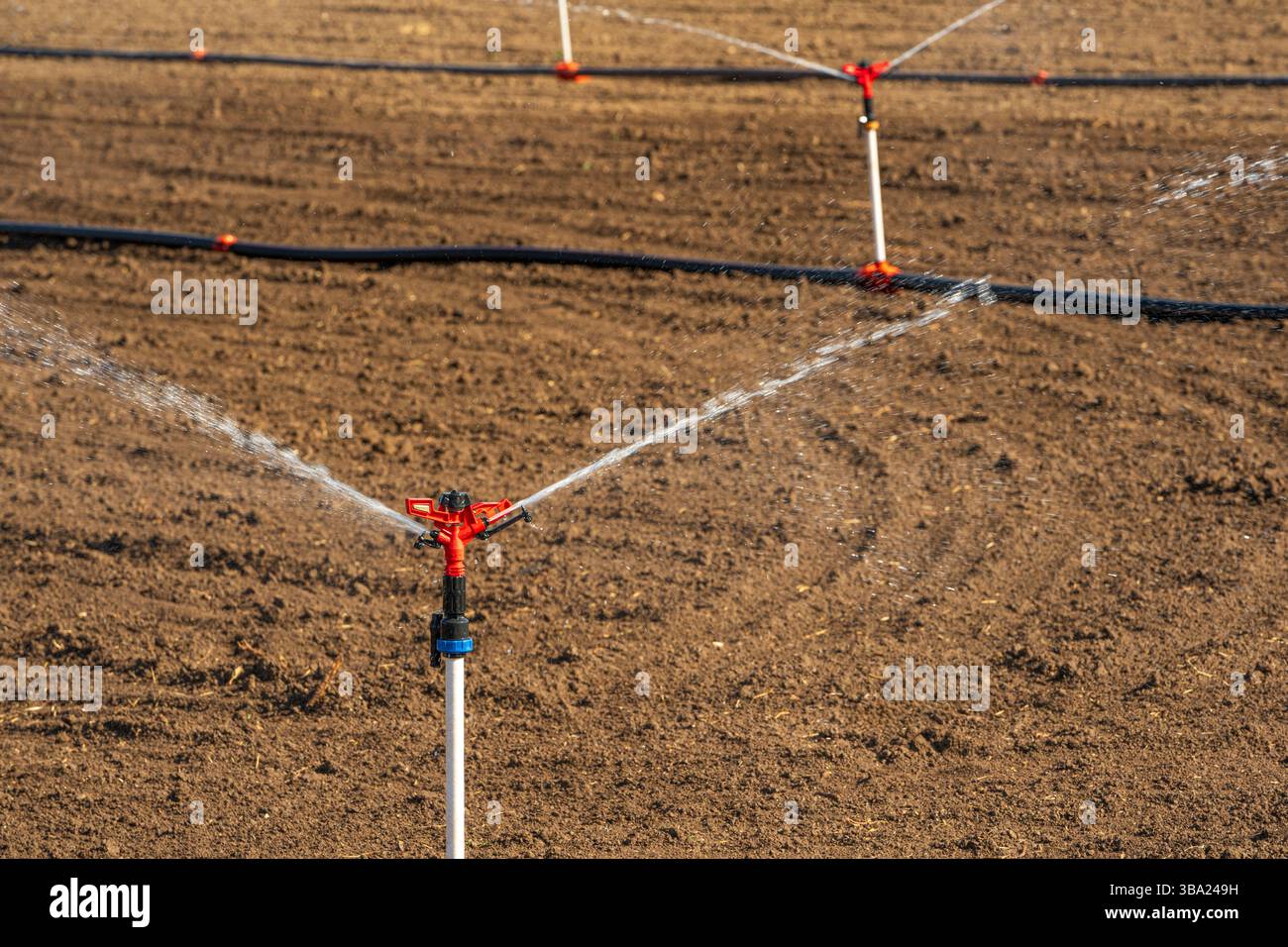Automatic Sprinkler irrigation system watering in the vegetable farm ...