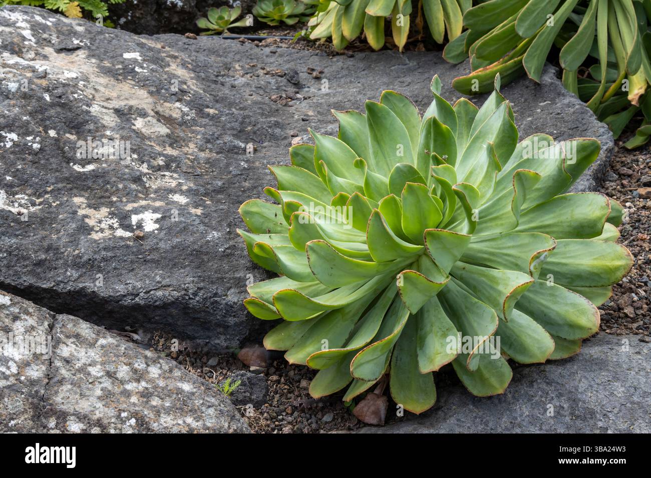 Large plant of Canary Aeonium, growing in a botanical garden. Fresh ...
