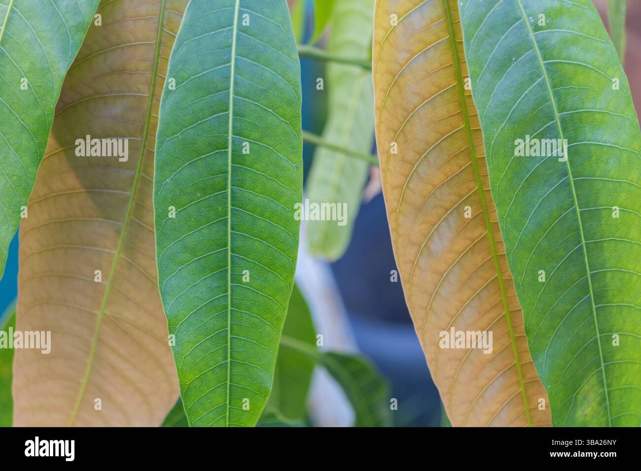 Close-up of Mango Tree Leaves with Green and Yellowing Areas Stock ...
