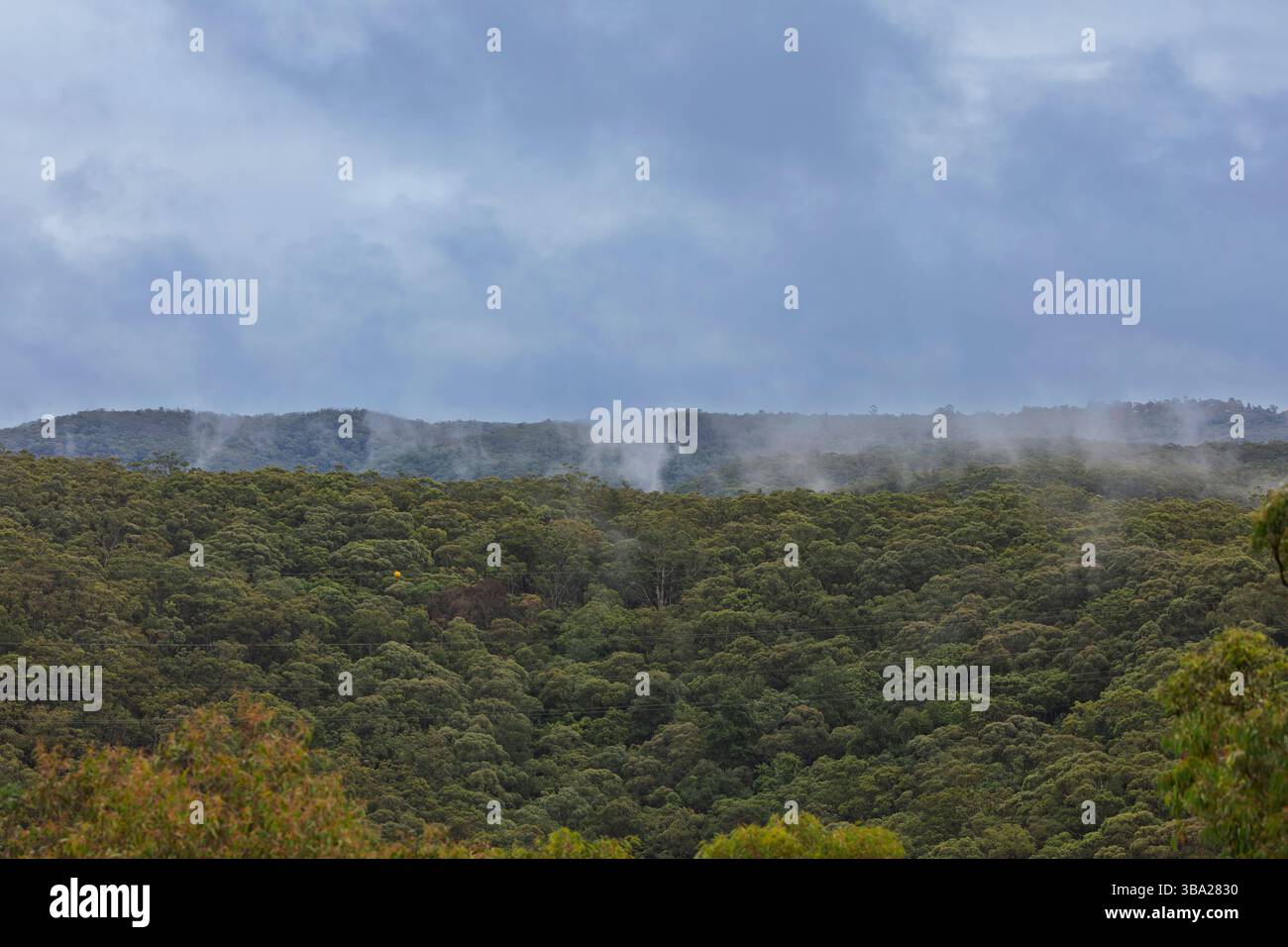Photograph of fog and mist rising out of the forest in Sassafras Gully ...