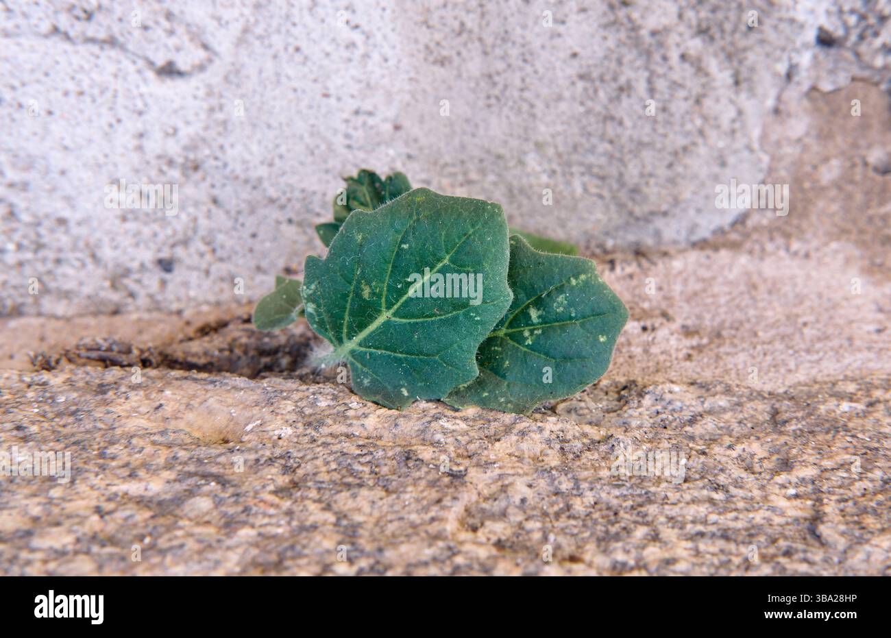 Resilient stones hi-res stock photography and images - Alamy