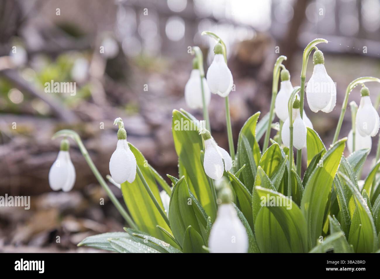 Beautiful springtime background. White blooming snowdrop folded or ...