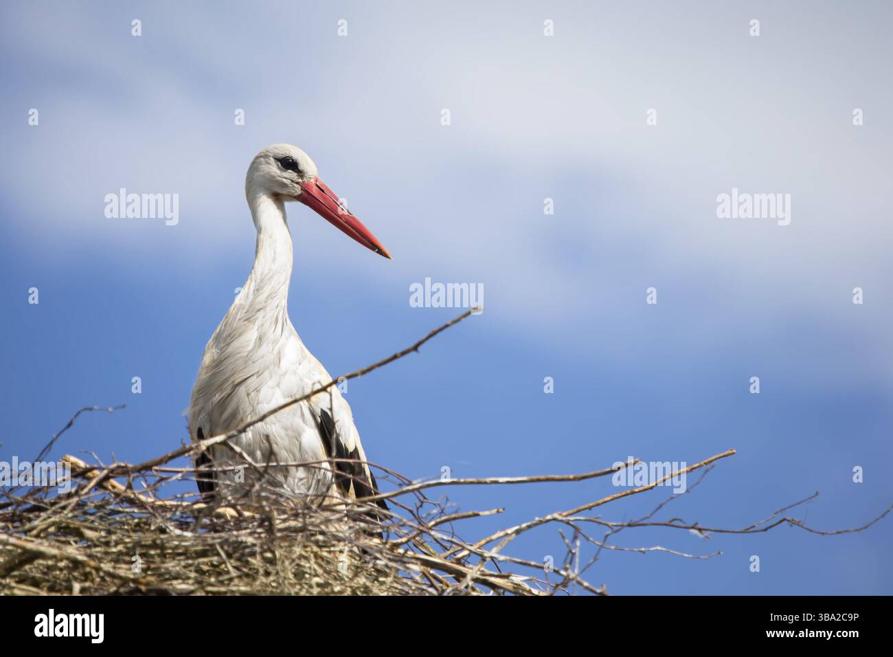 North eastern blue bird against white hi-res stock photography and ...