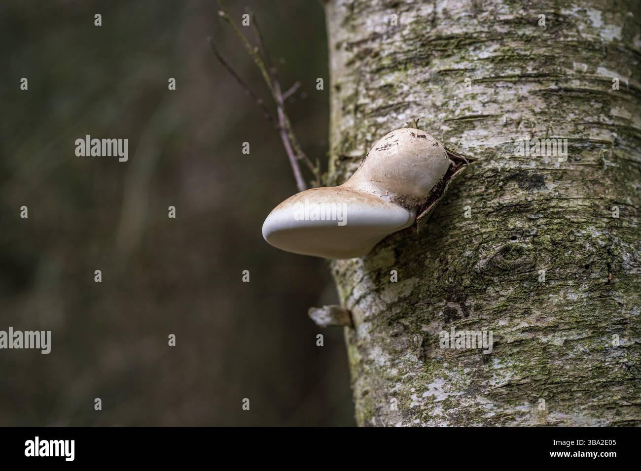Fomitopsis betulina (previously Piptoporus betulinus), commonly known ...