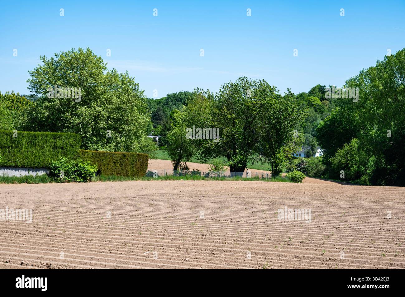 Fresh sown potato fields at the Flemish country side in Jezus Eik ...
