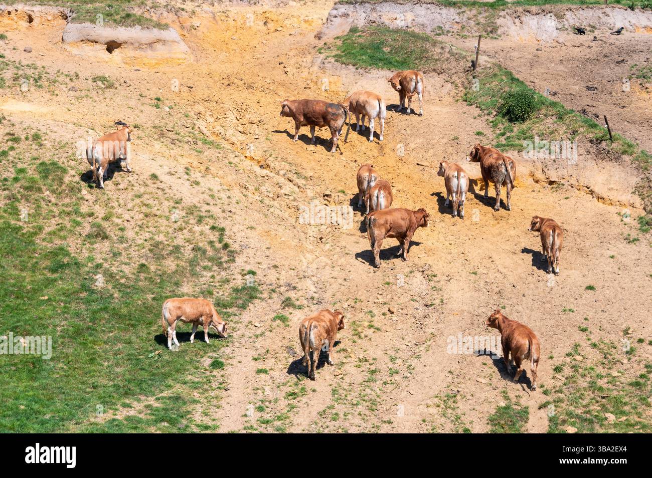 Dry and steep hills with grazing brown cows at the Flemish countryside ...