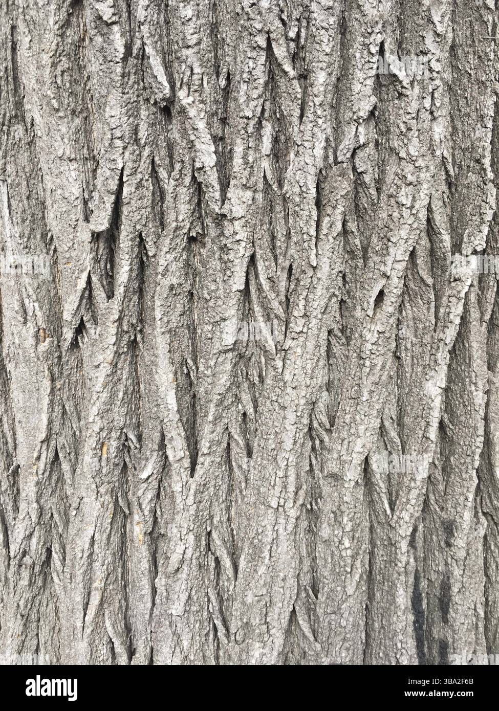 Natural old brown crust wood texture pattern or bark wood background ...