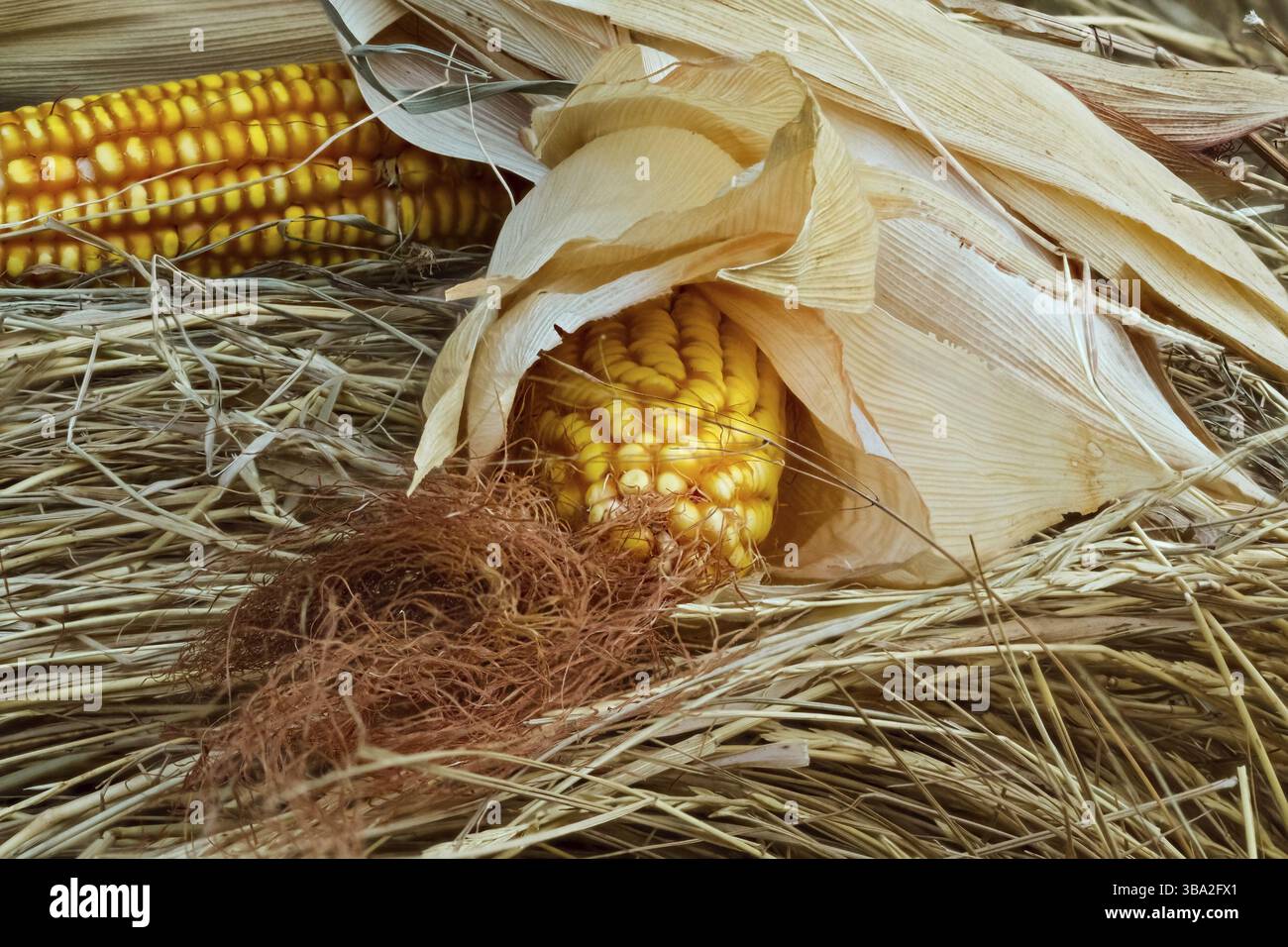 Corn on the cob with grains, stigmas and dry leaves lying on the hay ...