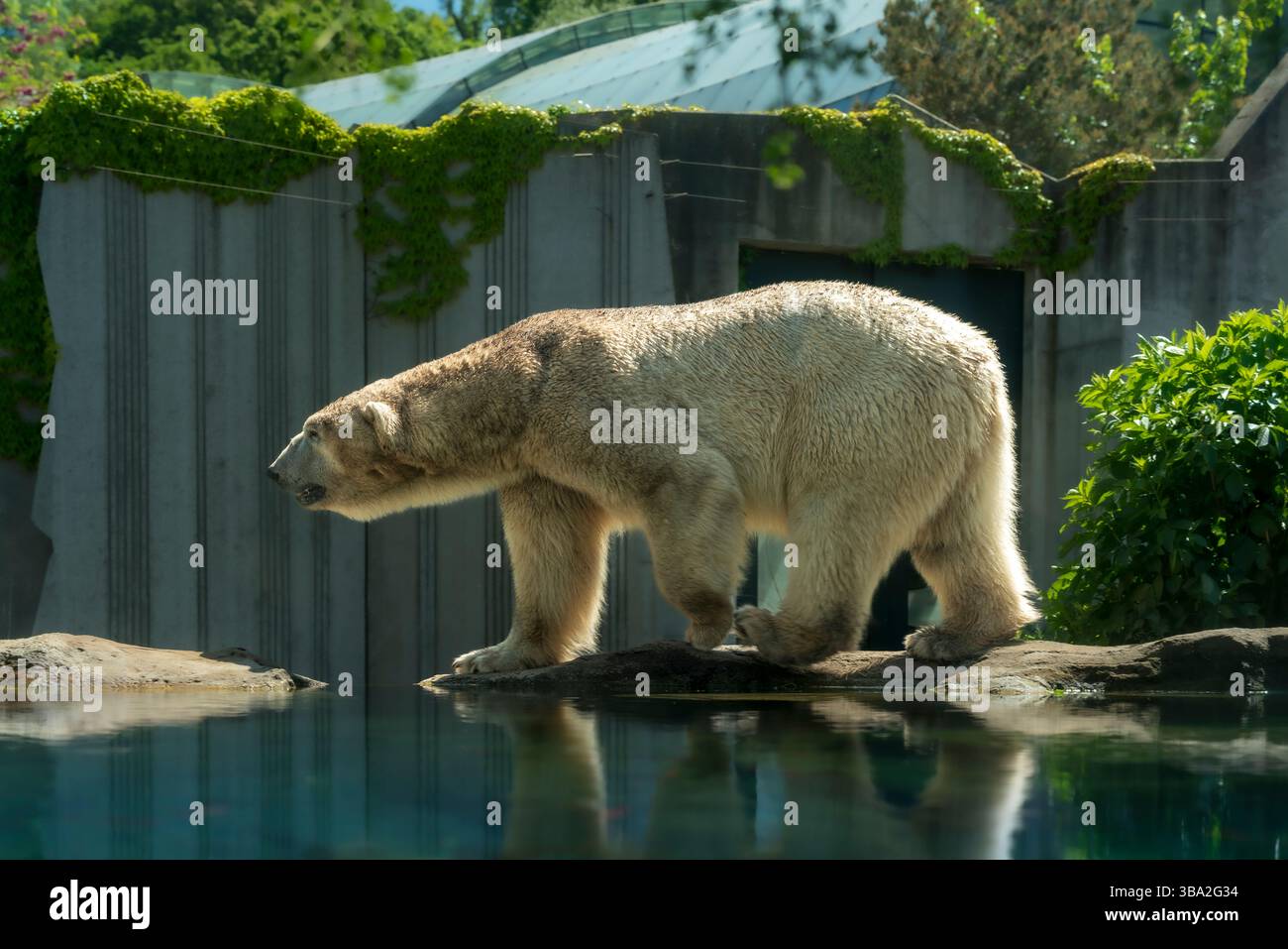 Animals of Schönbrunn Zoo, in Vienna, Austria Wild animals amazing life ...