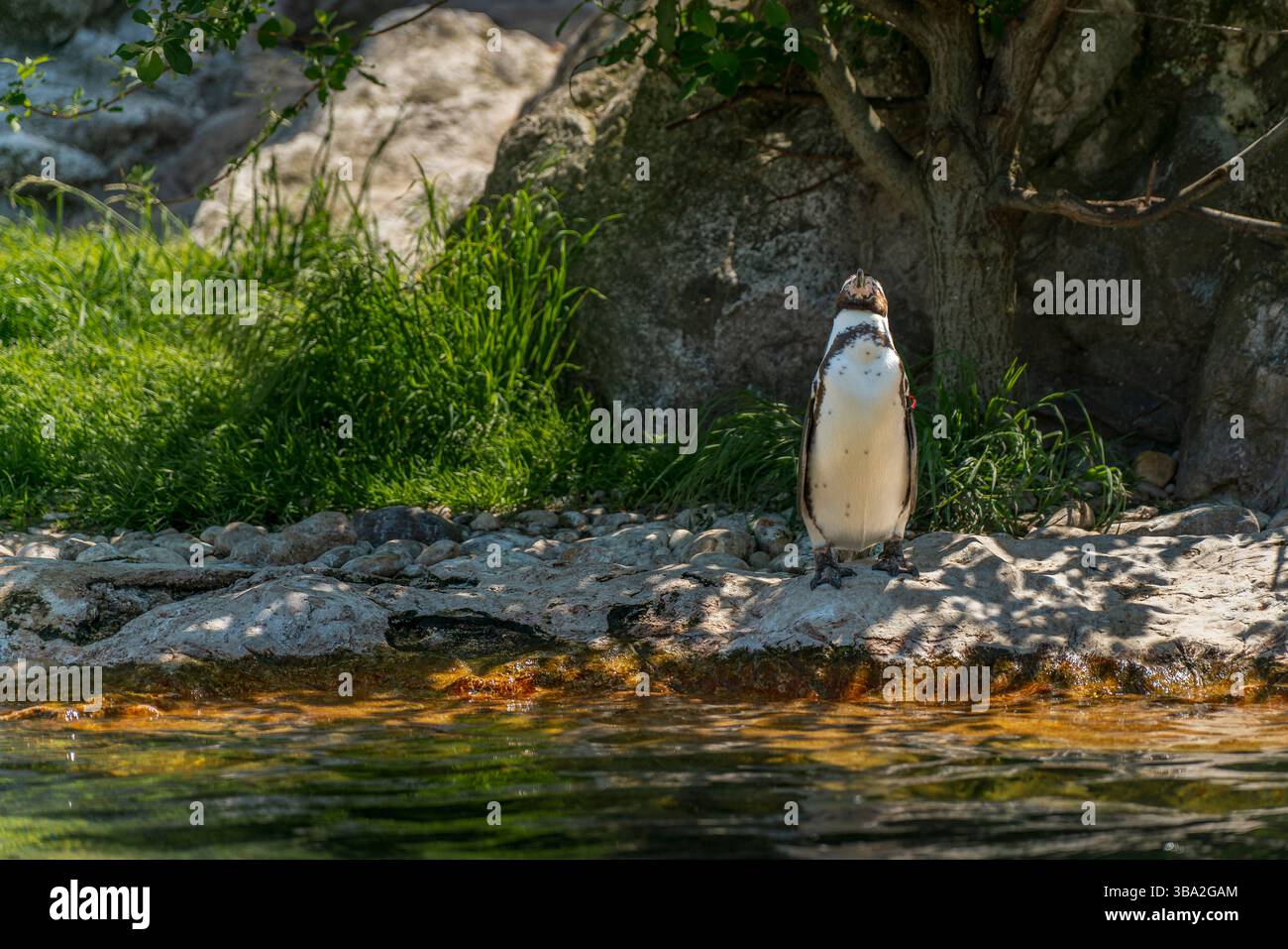 Animals of Schönbrunn Zoo, in Vienna, Austria Wild animals amazing life ...