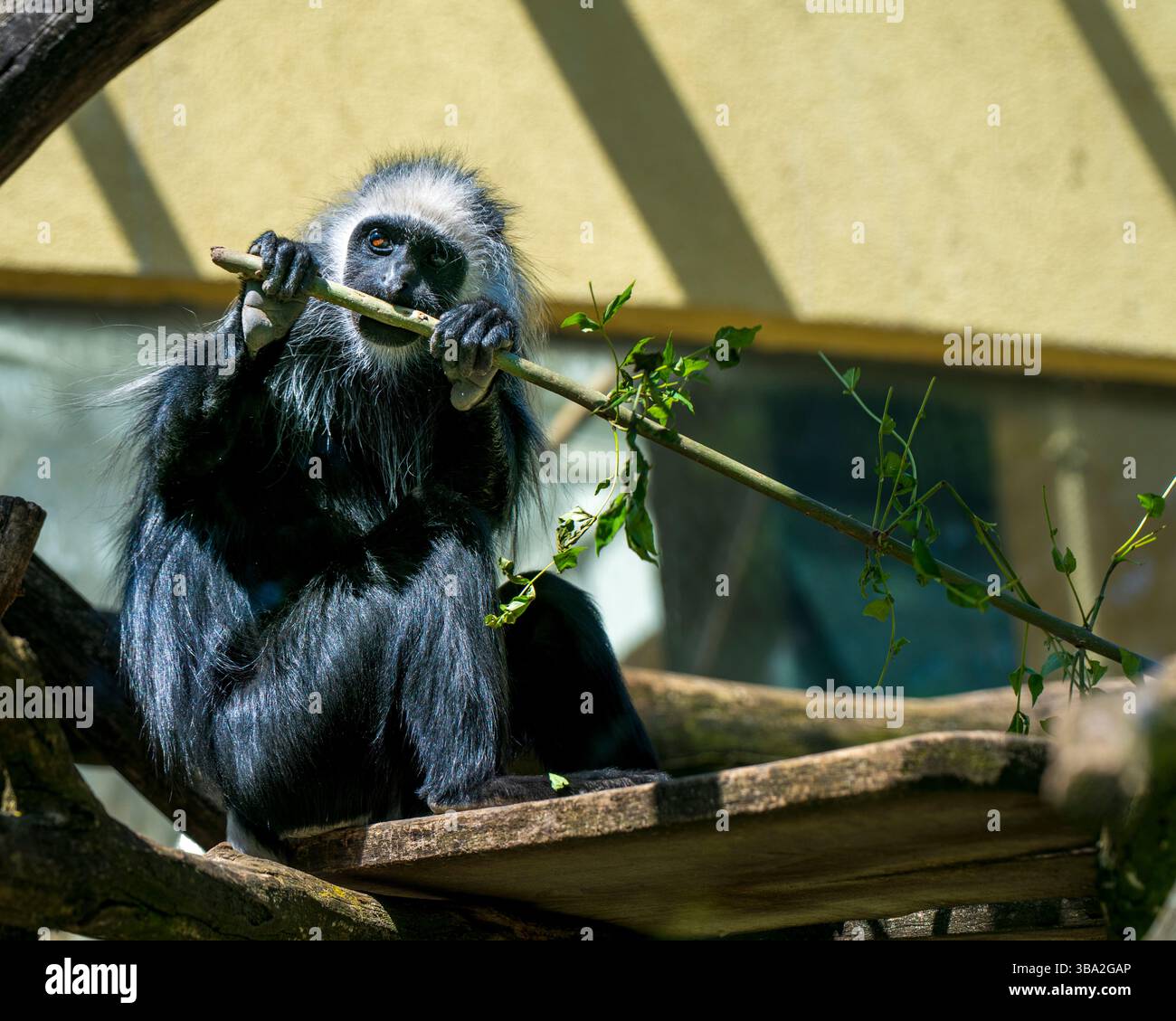 Animals of Schönbrunn Zoo, in Vienna, Austria Wild animals amazing life ...