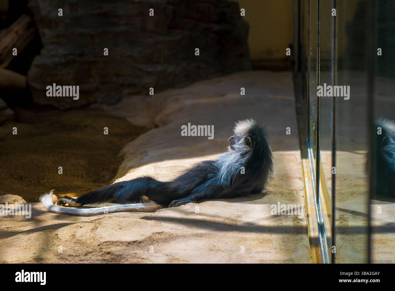 Animals of Schönbrunn Zoo, in Vienna, Austria Wild animals amazing life ...