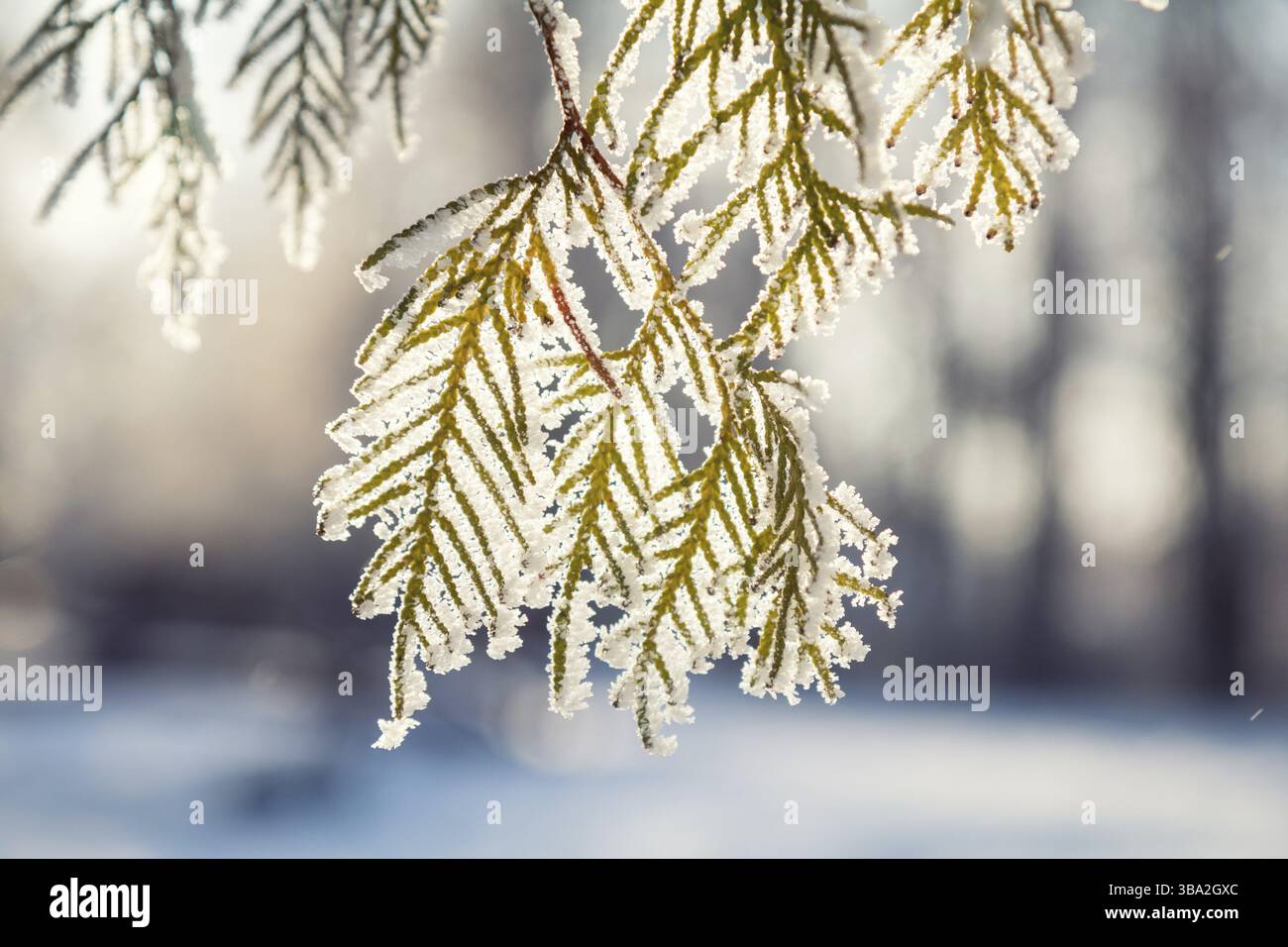 Cypress in wintry landscape hi-res stock photography and images - Alamy