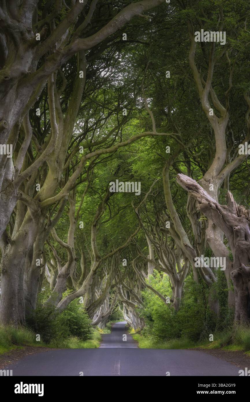 The Dark Hedges in County Antrim, Northern Ireland. Filming location of ...