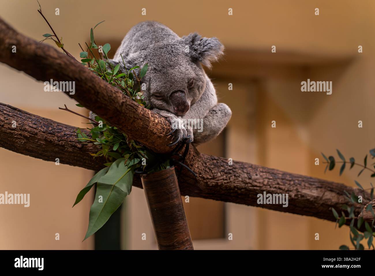 Animals of Schönbrunn Zoo, in Vienna, Austria Wild animals amazing life ...