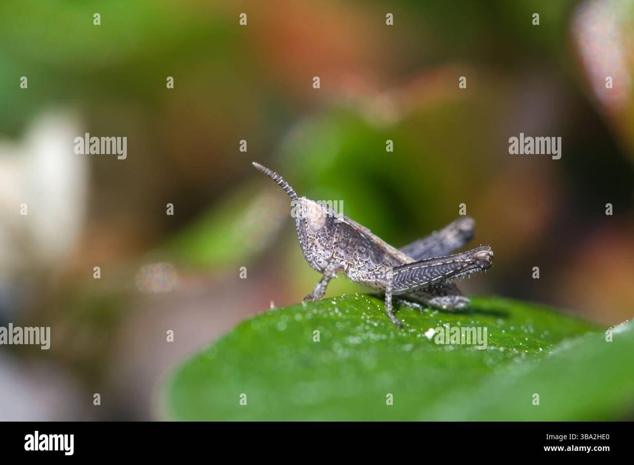 Cute little nymph of grasshopper. Baby insect on the leaf Stock Photo ...
