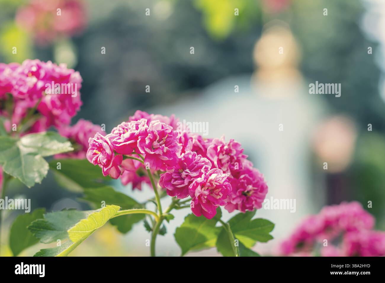 Detailed close up hawthorn hi-res stock photography and images - Alamy
