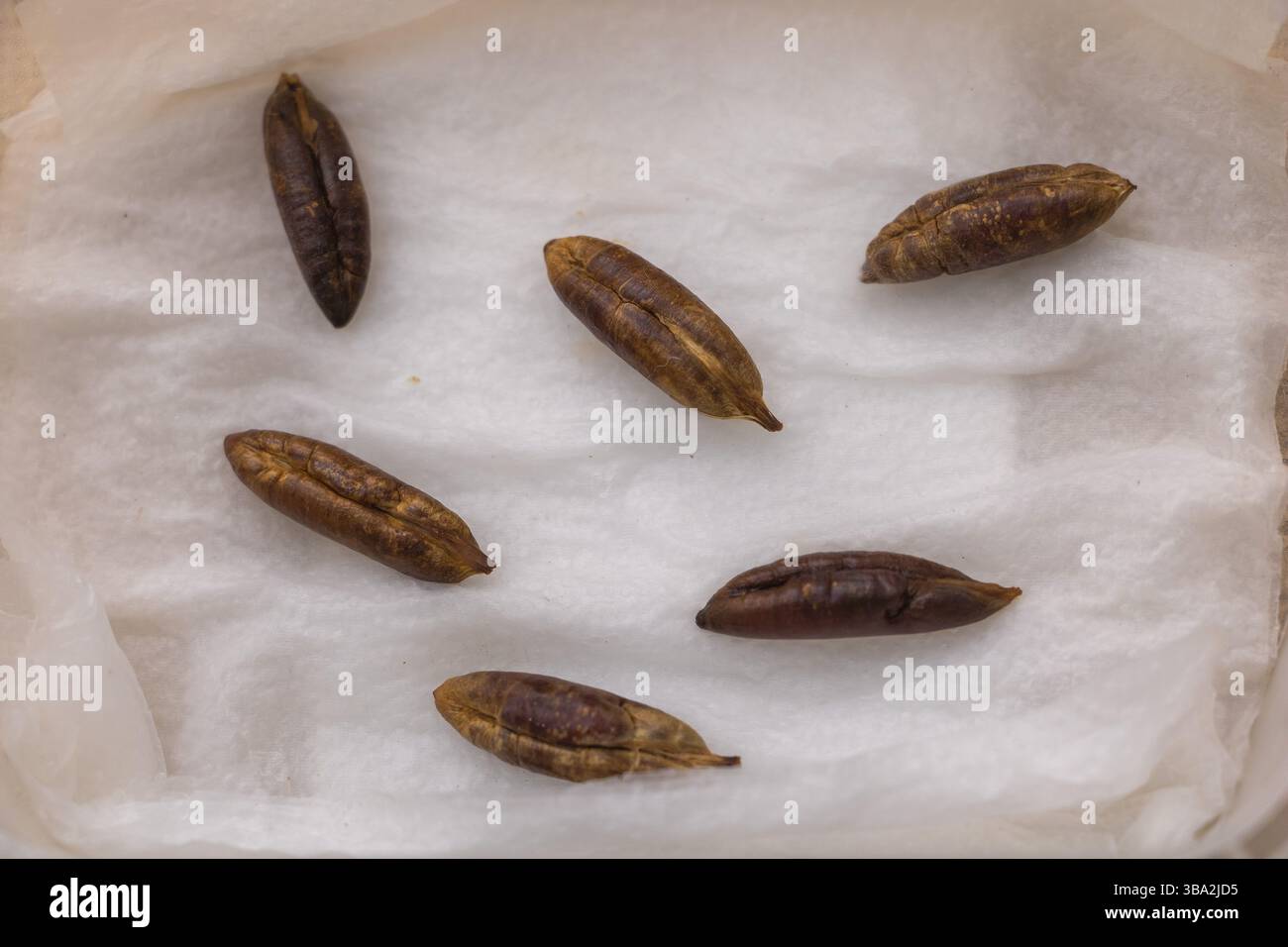 Date Palm Seeds Germinating in Wet Napkin Stock Photo - Alamy