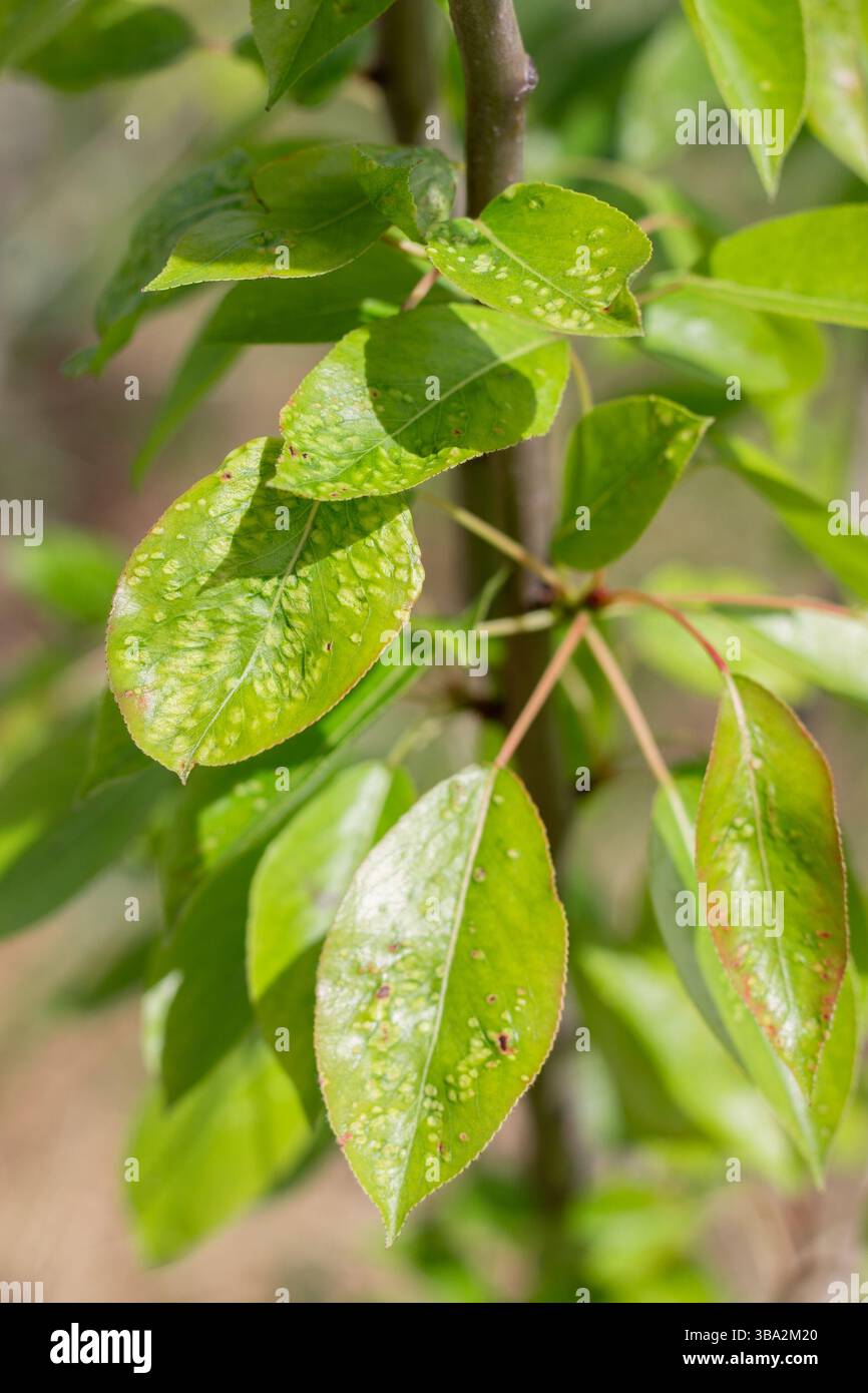 Gall mite on tree leaves. Pear leaves with small disease spots ...