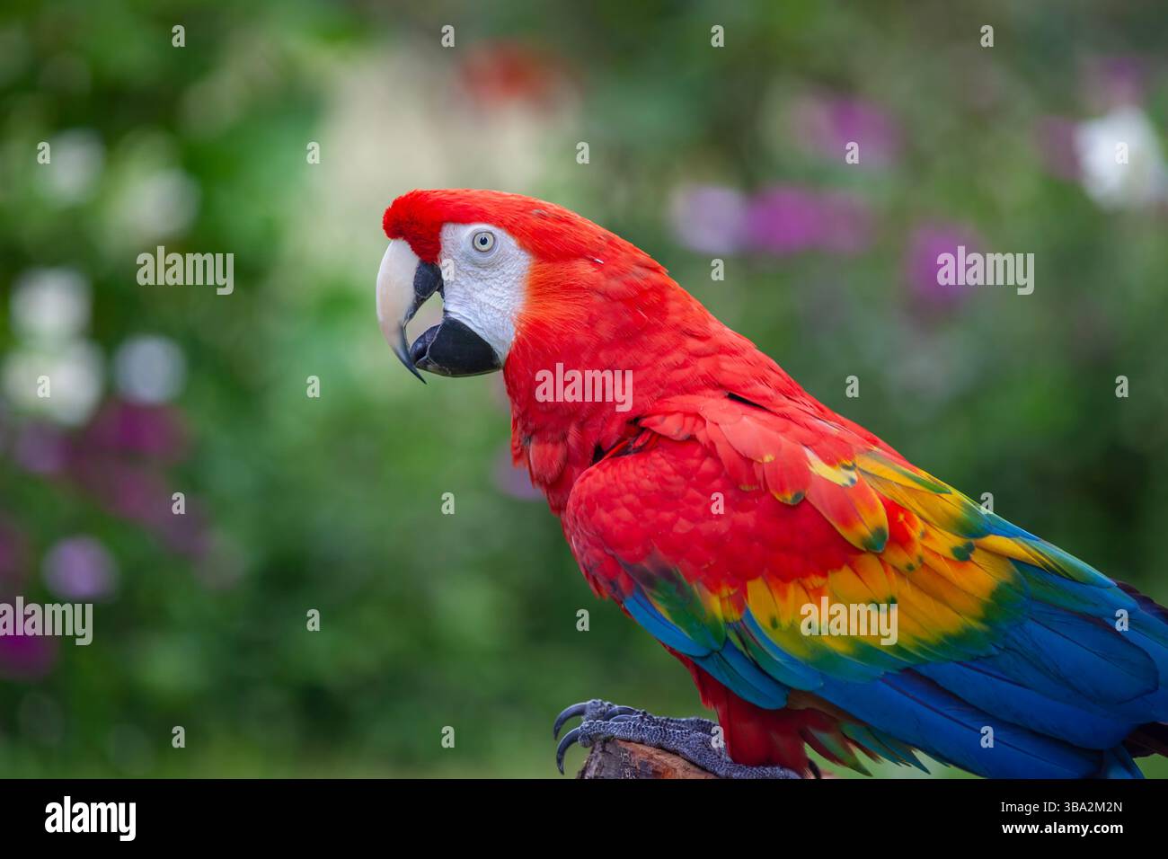 Macao el salvador hi-res stock photography and images - Alamy