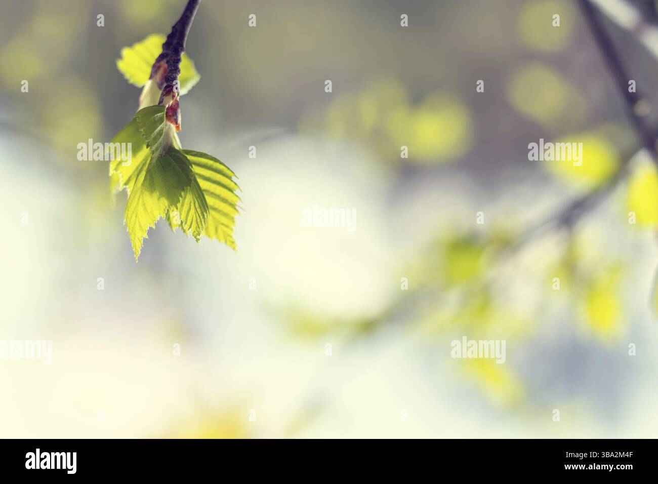 Birch twig with young foliage on blurred trees and blue sky background at springtime. Coloring ...