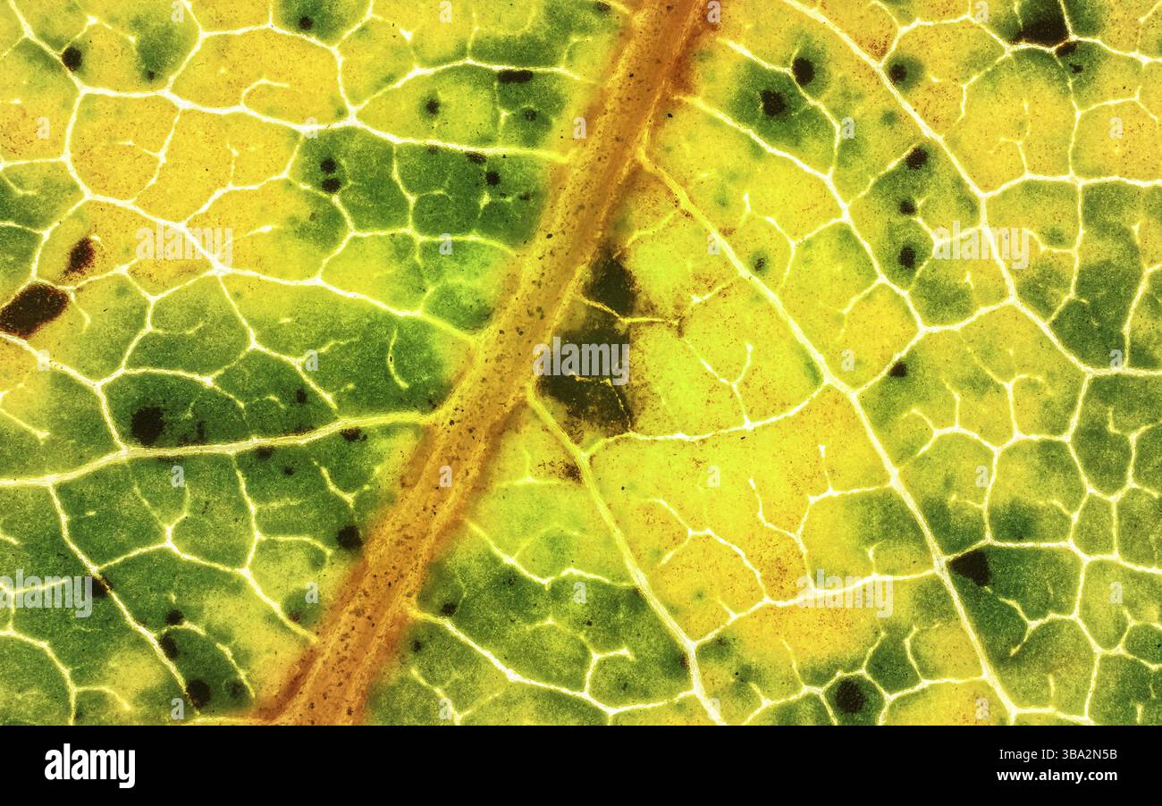 Fallen leaf, parts of it colored yellow orange and dark brown spots ...