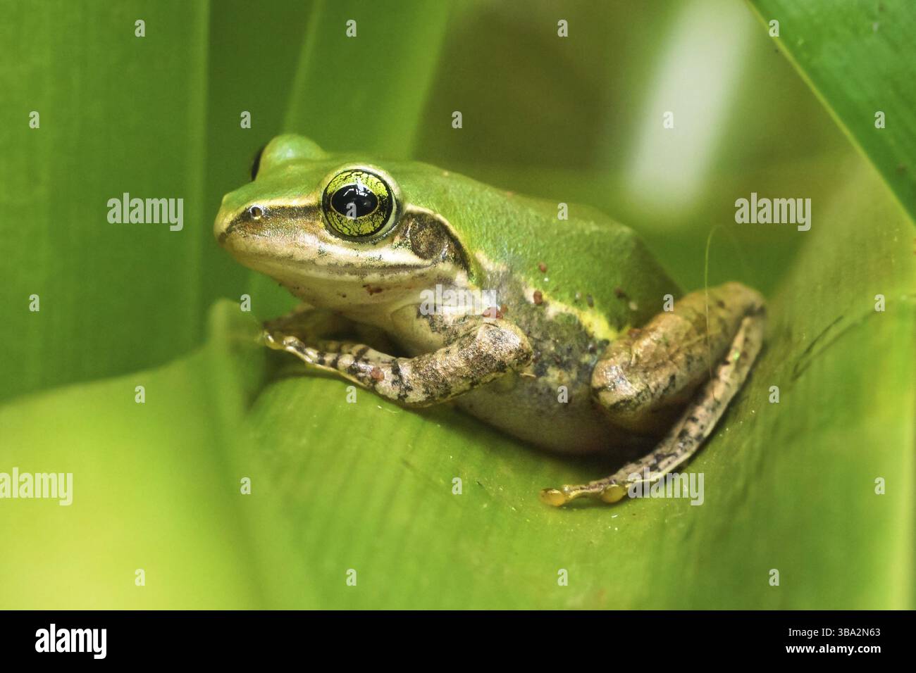 Small Madagascar green tree frog resting on green leaf, closeup detail ...
