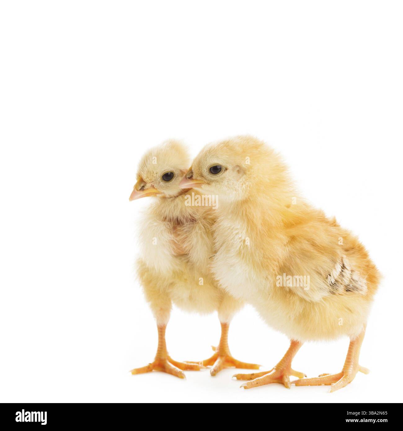 Baby chickens peck Cut Out Stock Images & Pictures - Alamy