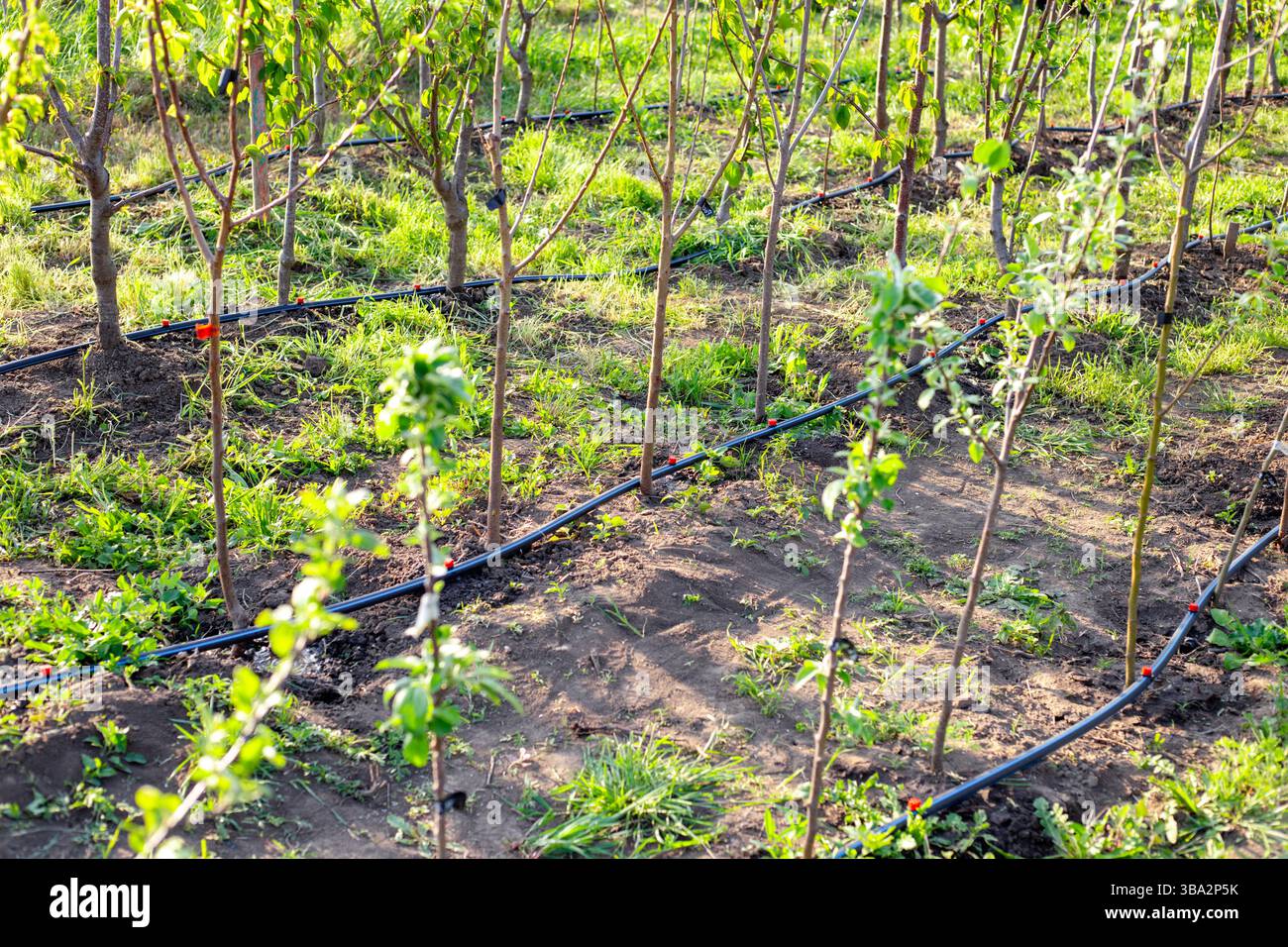 Fruit Trees in a garden nursery in rows with drip irrigation pipes ...