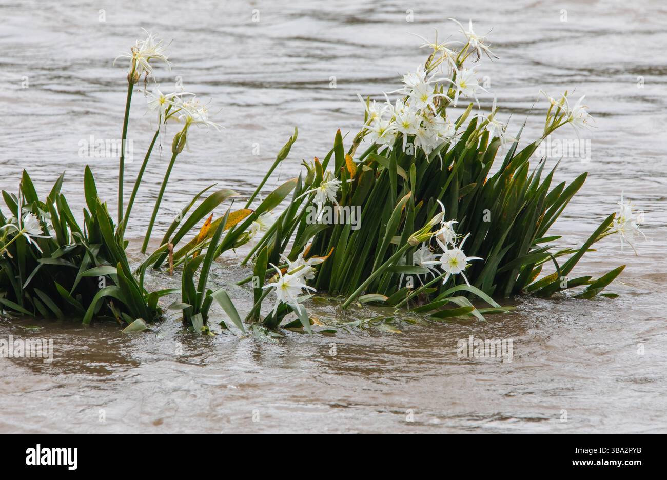 Endangered rocky shoals spider lilies bloom among the rapids of the ...