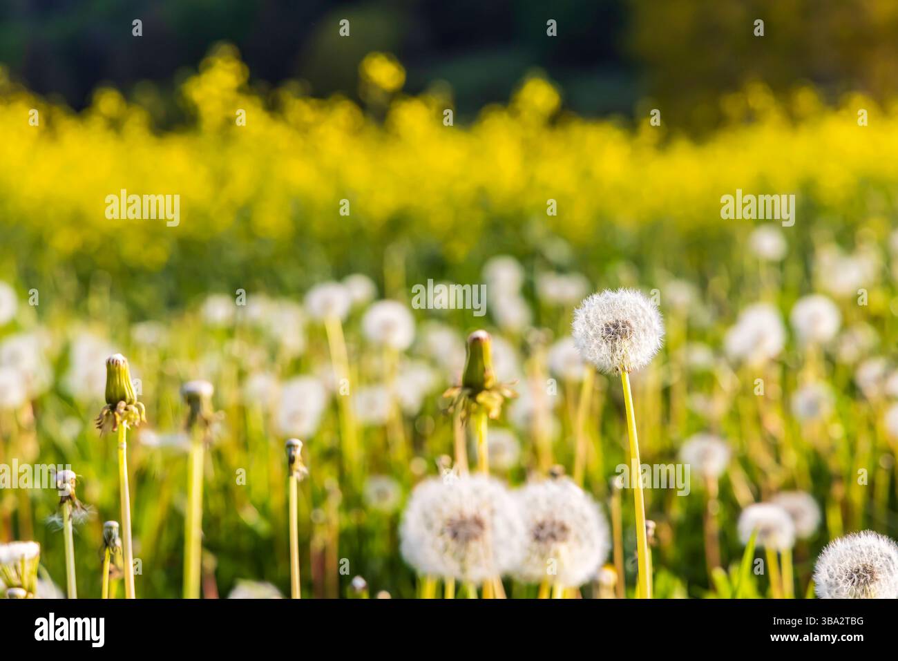 Landschaft auf der Schwäbischen Alb im Frühling bei Lonsee. Löwenzahn ...