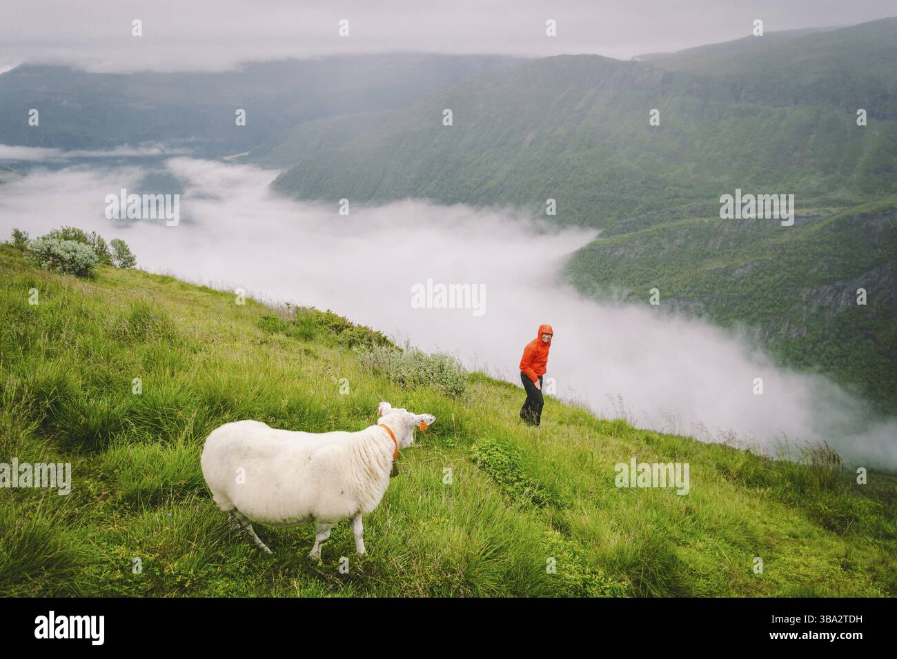 Woman hiker posing on mountain in norway in rainy weather near sheep. Tourist and cattle on ...